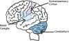 The Dancing Brain - the cognitive effects of dance - The Lewis ...